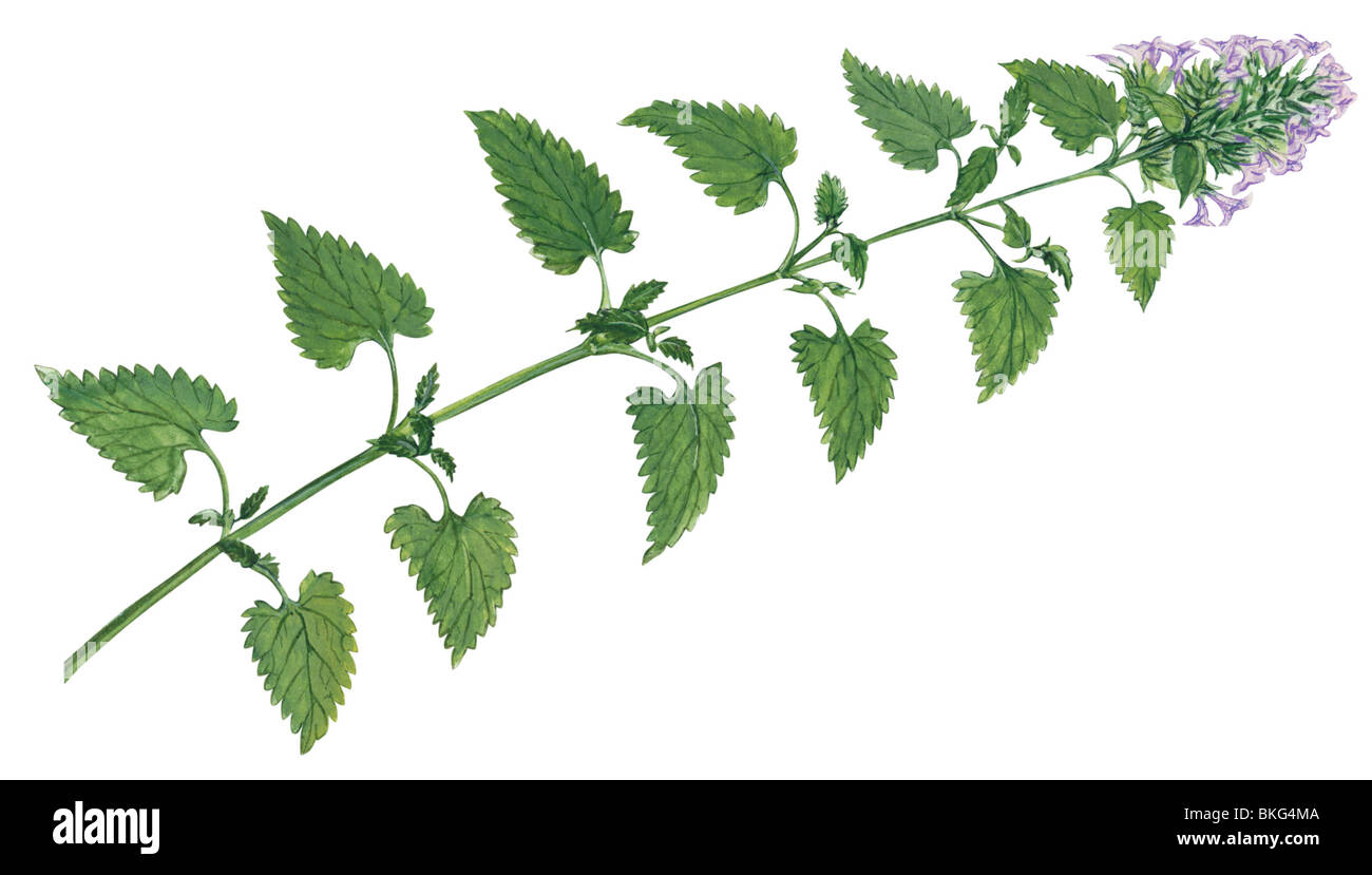 Catnip flower Cut Out Stock Images & Pictures - Alamy