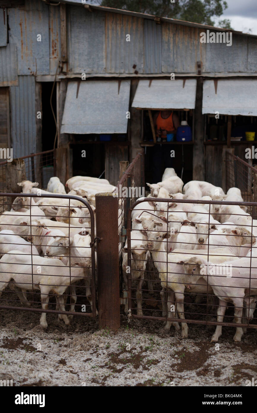 Sheep shearing shed australia hi-res stock photography and images - Alamy