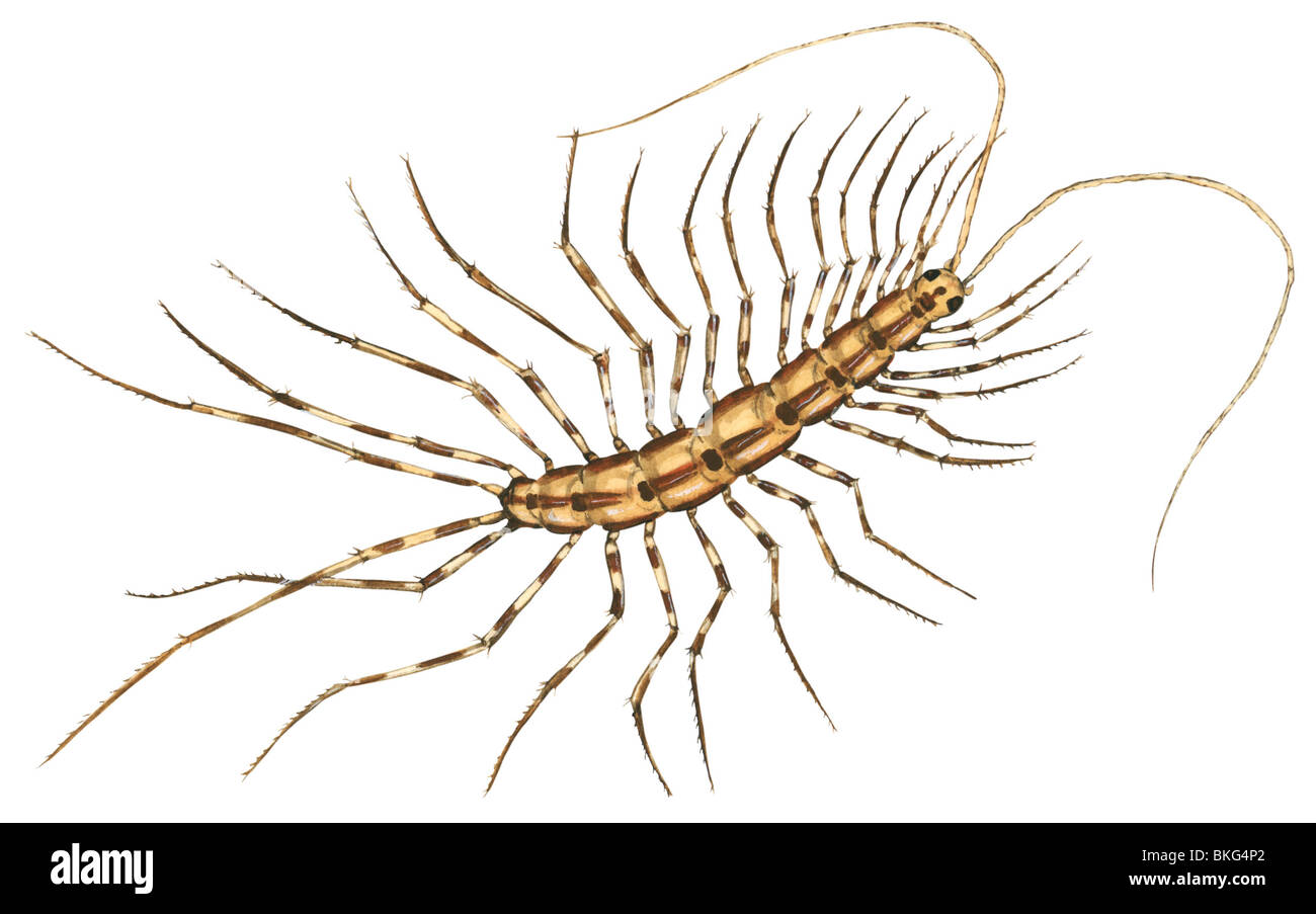 Illustration of centipede hi-res stock photography and images - Alamy