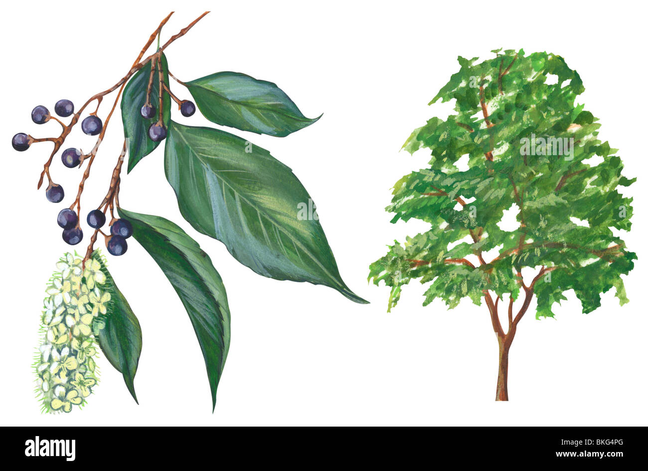 Chokecherry Tree Drawing