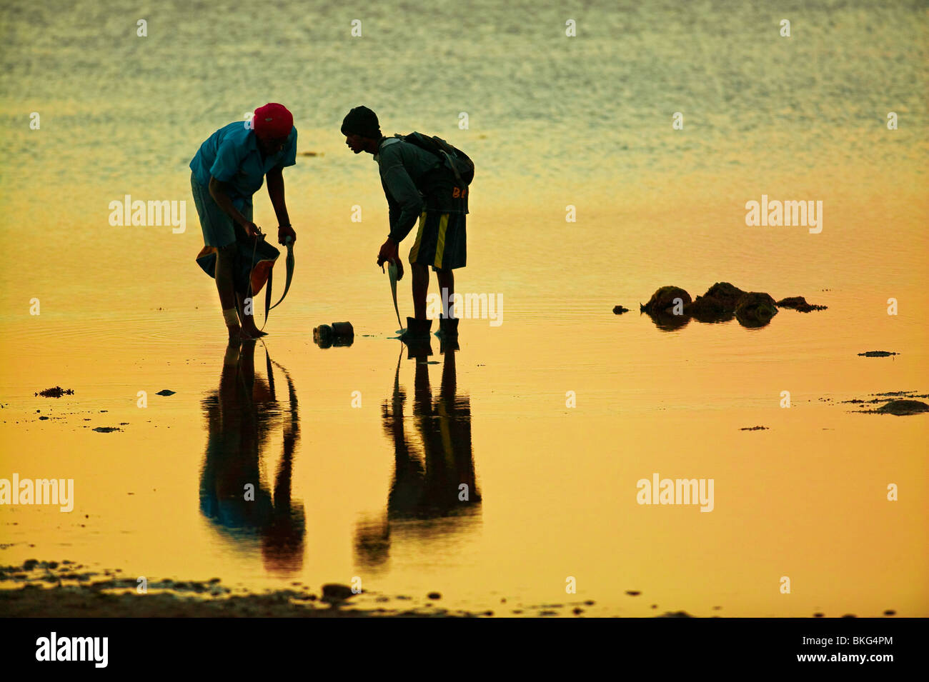 Indian ocean octopus hi-res stock photography and images - Alamy