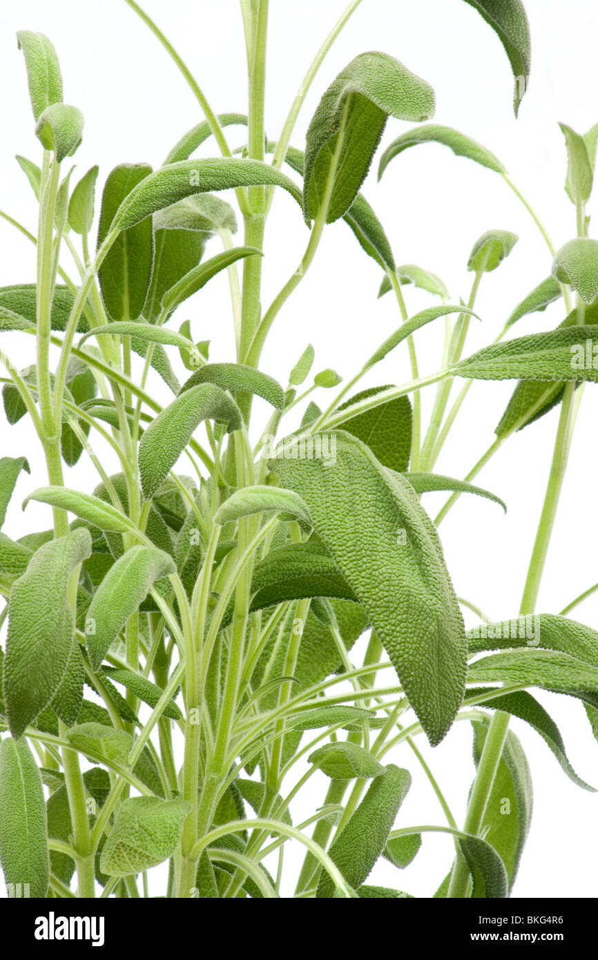 Close-up of sage plant on white background Stock Photo - Alamy
