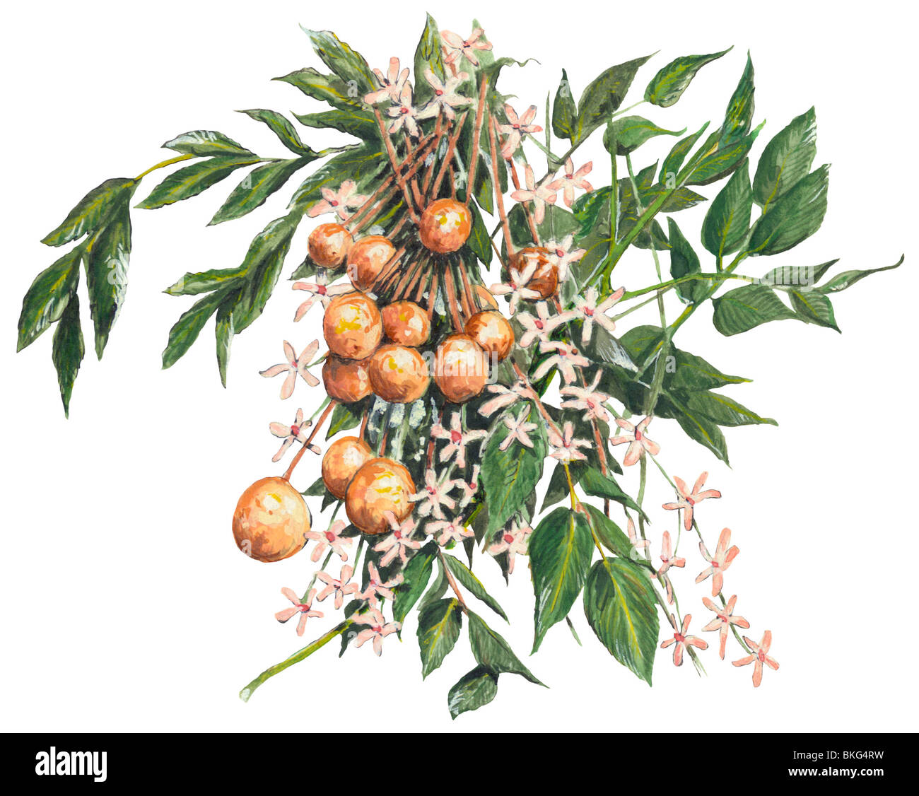 Indian bead tree persian lilac hi-res stock photography and images - Alamy