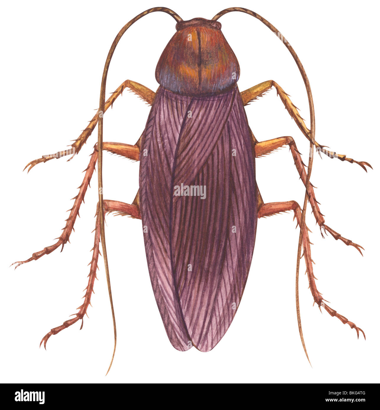 Africa american art hi-res stock photography and images - Alamy