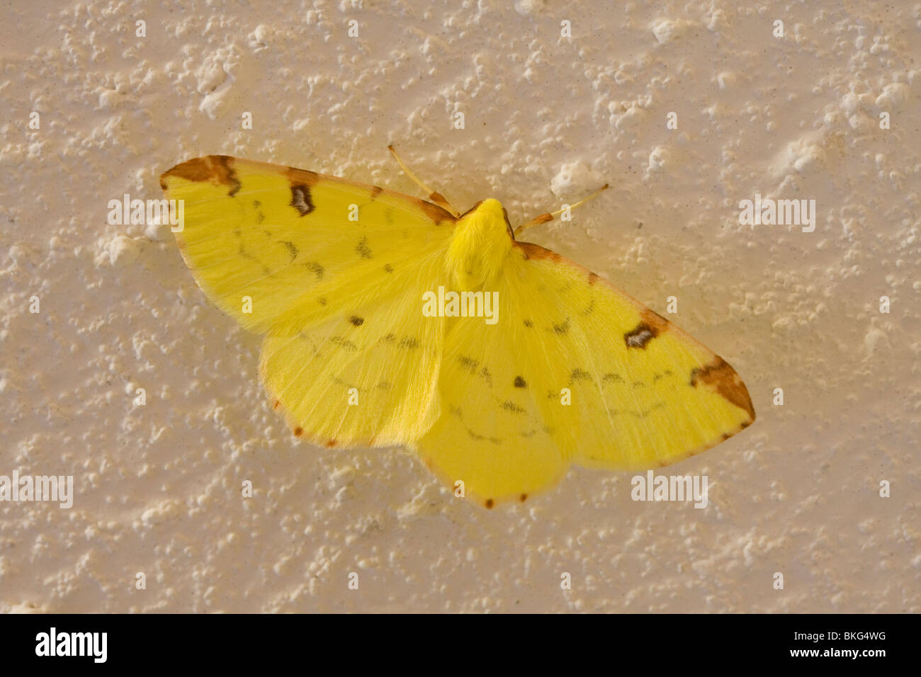 Brimstone Moth in the typical resting position of Geometridae with ...