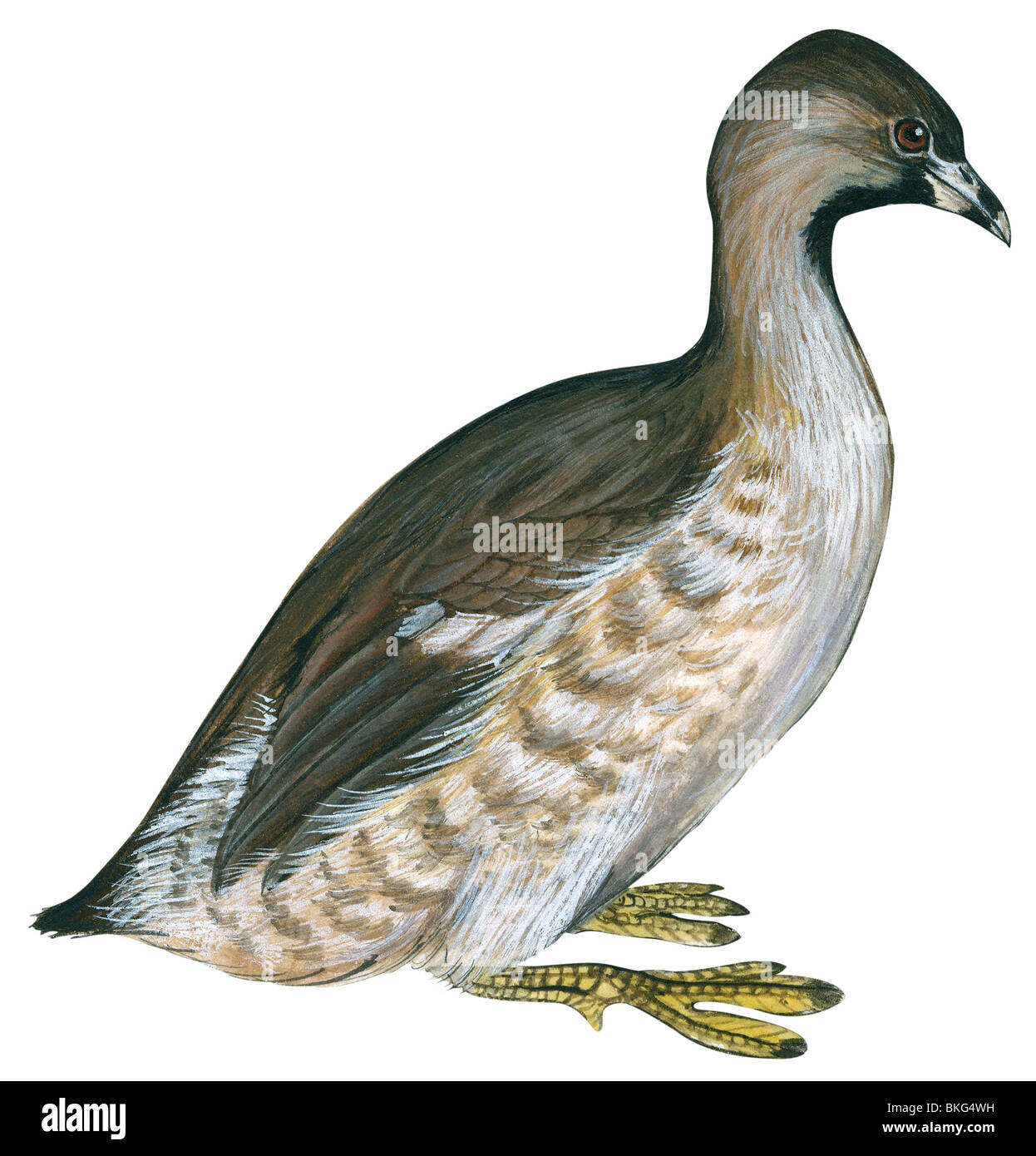 Grebe illustrations hi-res stock photography and images - Alamy