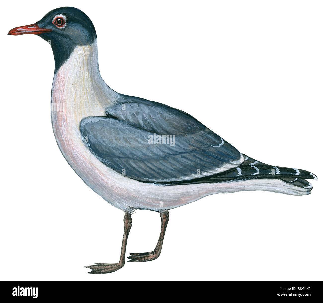 Laughing gull illustration Cut Out Stock Images & Pictures - Alamy