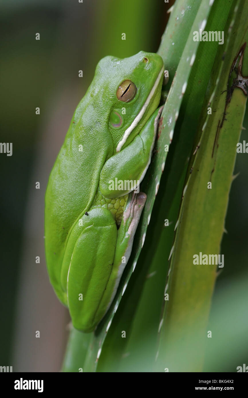 White-lipped Tree Frog (Litoria infrafrenata Stock Photo - Alamy