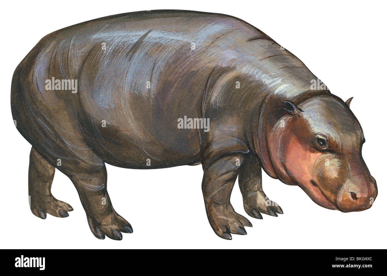 Pygmy hippopotamus choeropsis liberiensis or hexaprotodon liberiensis ...