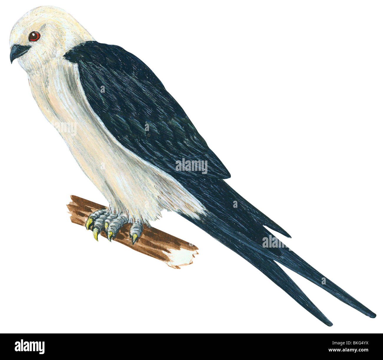 Kite painting hi-res stock photography and images - Alamy