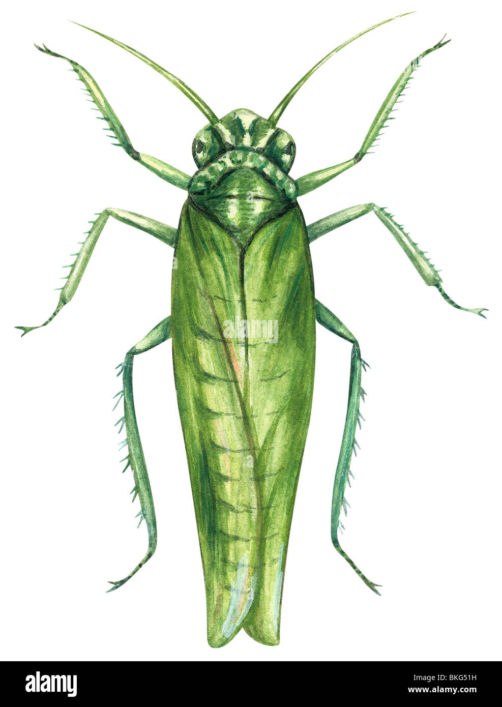 Potato Leafhopper High Resolution Stock Photography and Images - Alamy