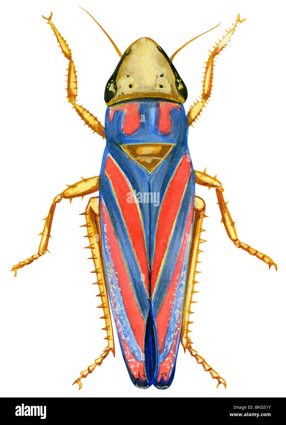 Banded Cut Out Stock Images & Pictures - Alamy