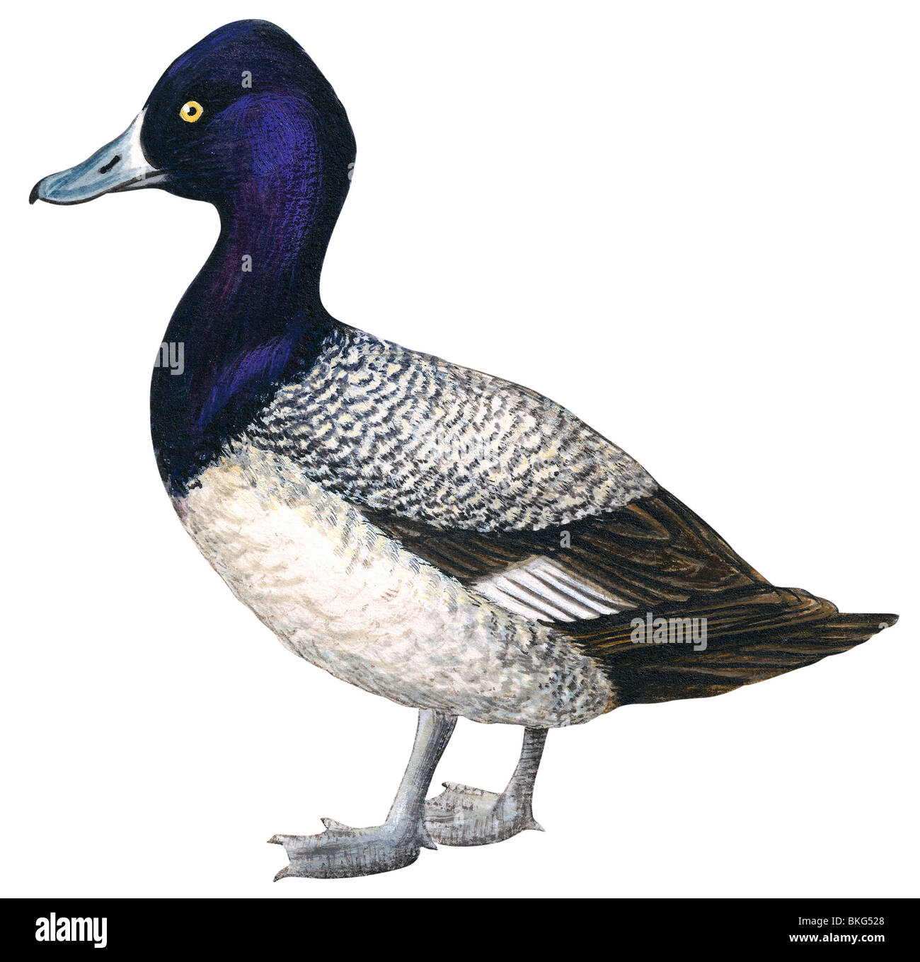 Pato boludo menor hi-res stock photography and images - Alamy