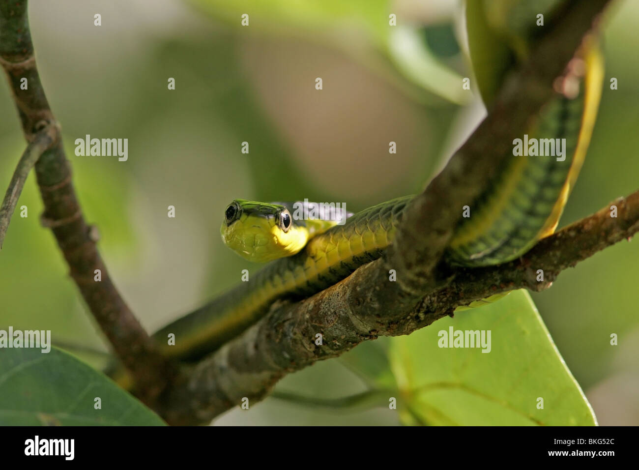 Green Tree Snake Stock Photo - Alamy