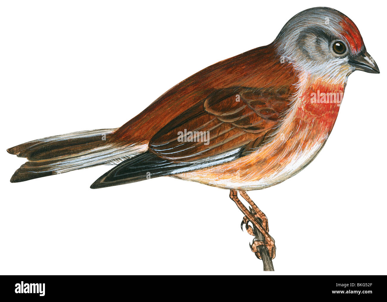 Linnet bird Cut Out Stock Images & Pictures - Alamy