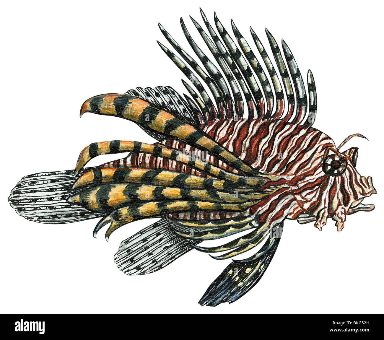 Butterfly fish painting hi-res stock photography and images - Alamy