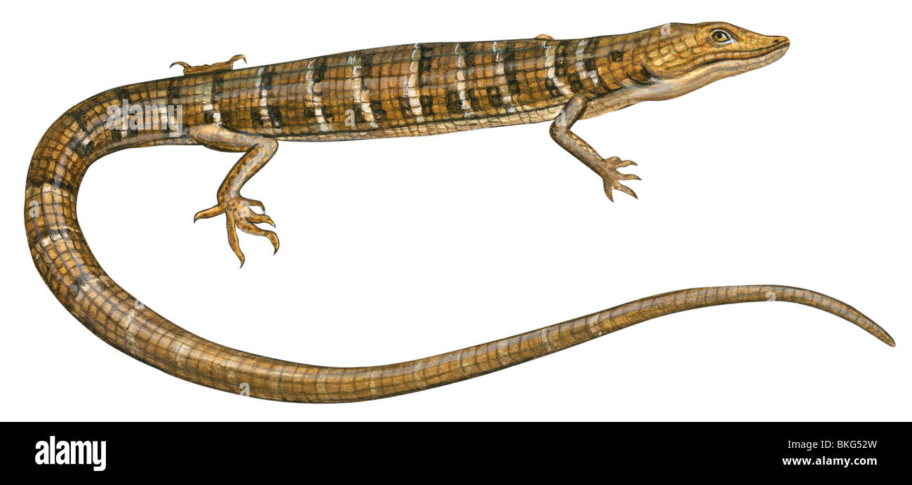 Texas alligator lizard Cut Out Stock Images & Pictures - Alamy