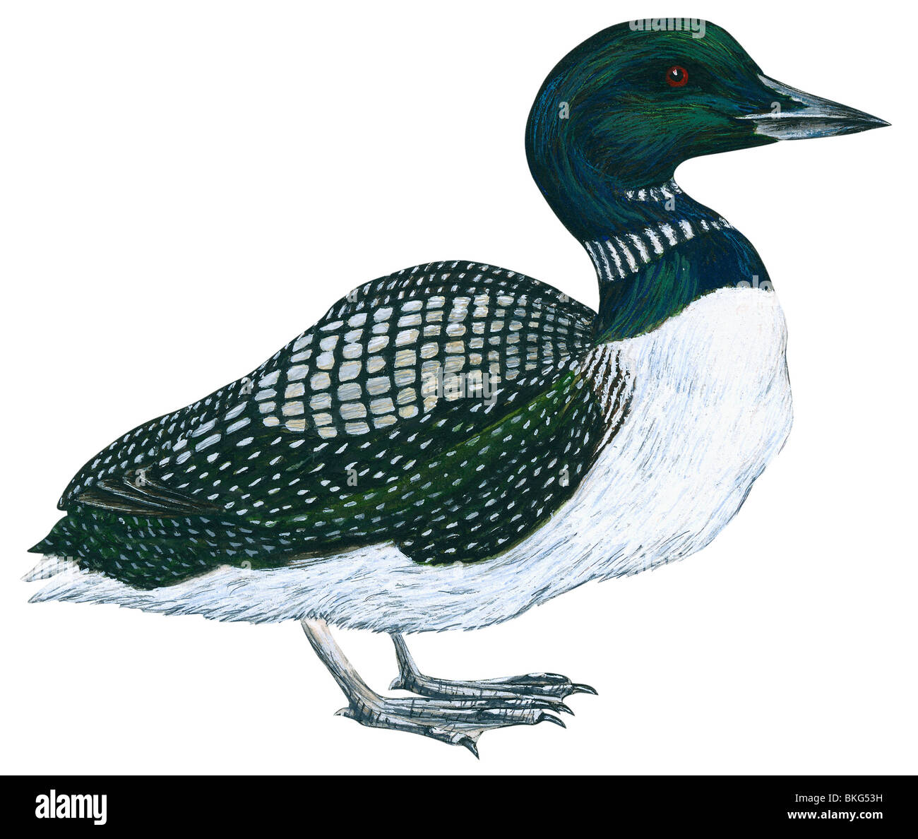 Common great taxonomy hi-res stock photography and images - Alamy