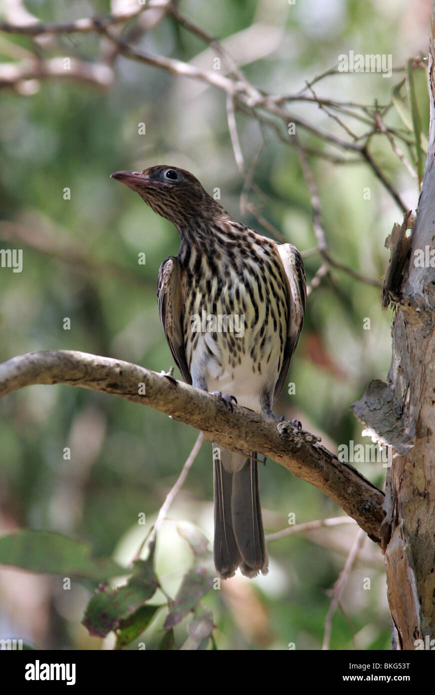 Female australasian figbird hi-res stock photography and images - Alamy