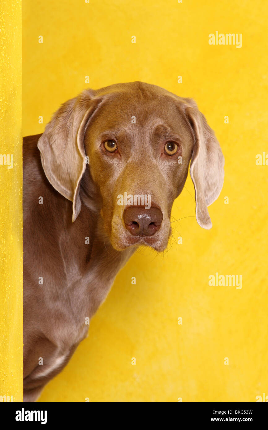 Kurzhaarweimaraner hi-res stock photography and images - Alamy