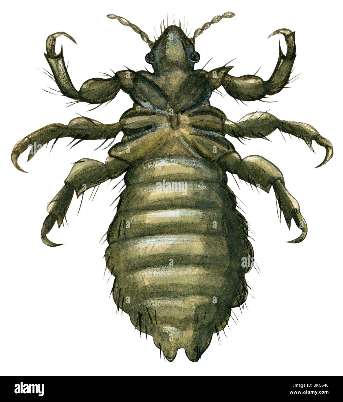 Human head louse illustrations animals insects hi-res stock photography ...
