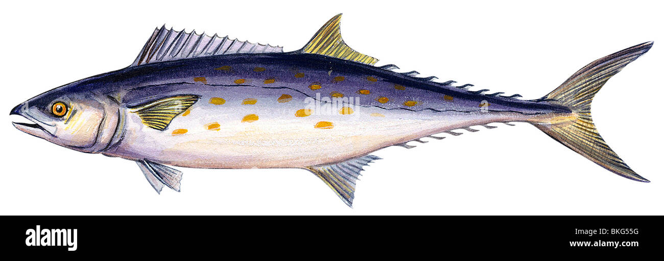 Spanish mackerel scomberomorus maculatus hi-res stock photography and ...