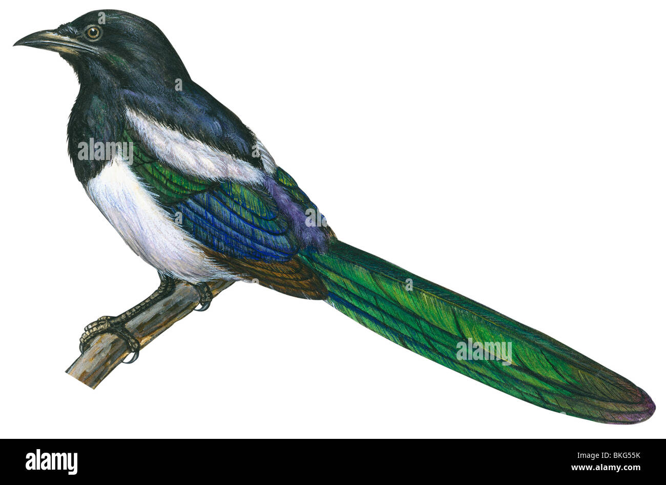 Magpie illustration hi-res stock photography and images - Alamy