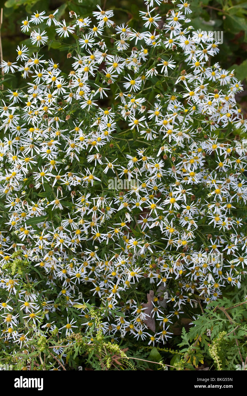 White Symphyotrichum lanceolatum Panicled Aster wild flowers closeup ...