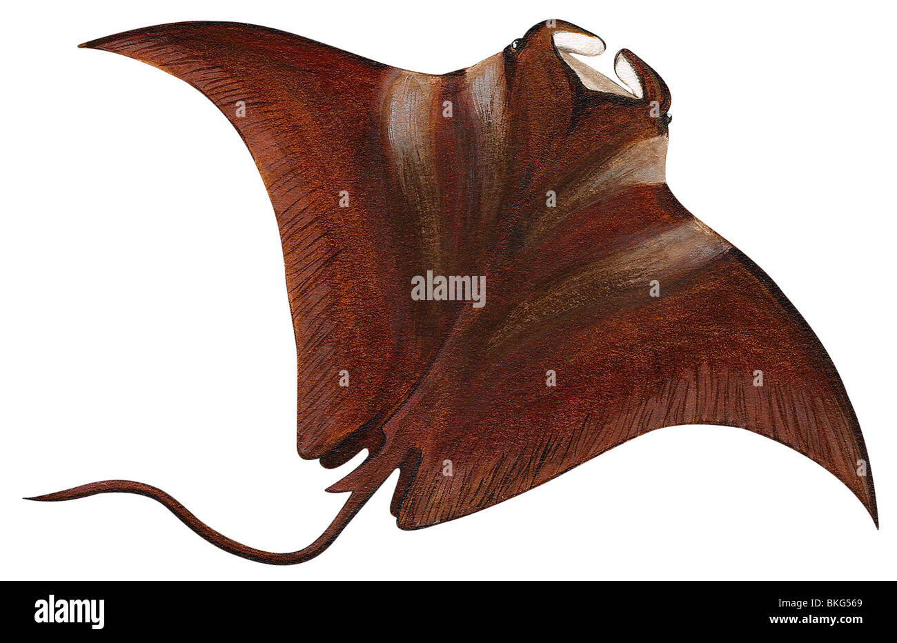 Manta ray stingray giant pacific manta ray Cut Out Stock Images ...