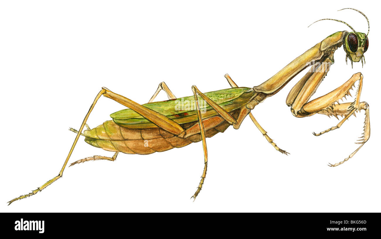 North carolina art Cut Out Stock Images & Pictures - Alamy