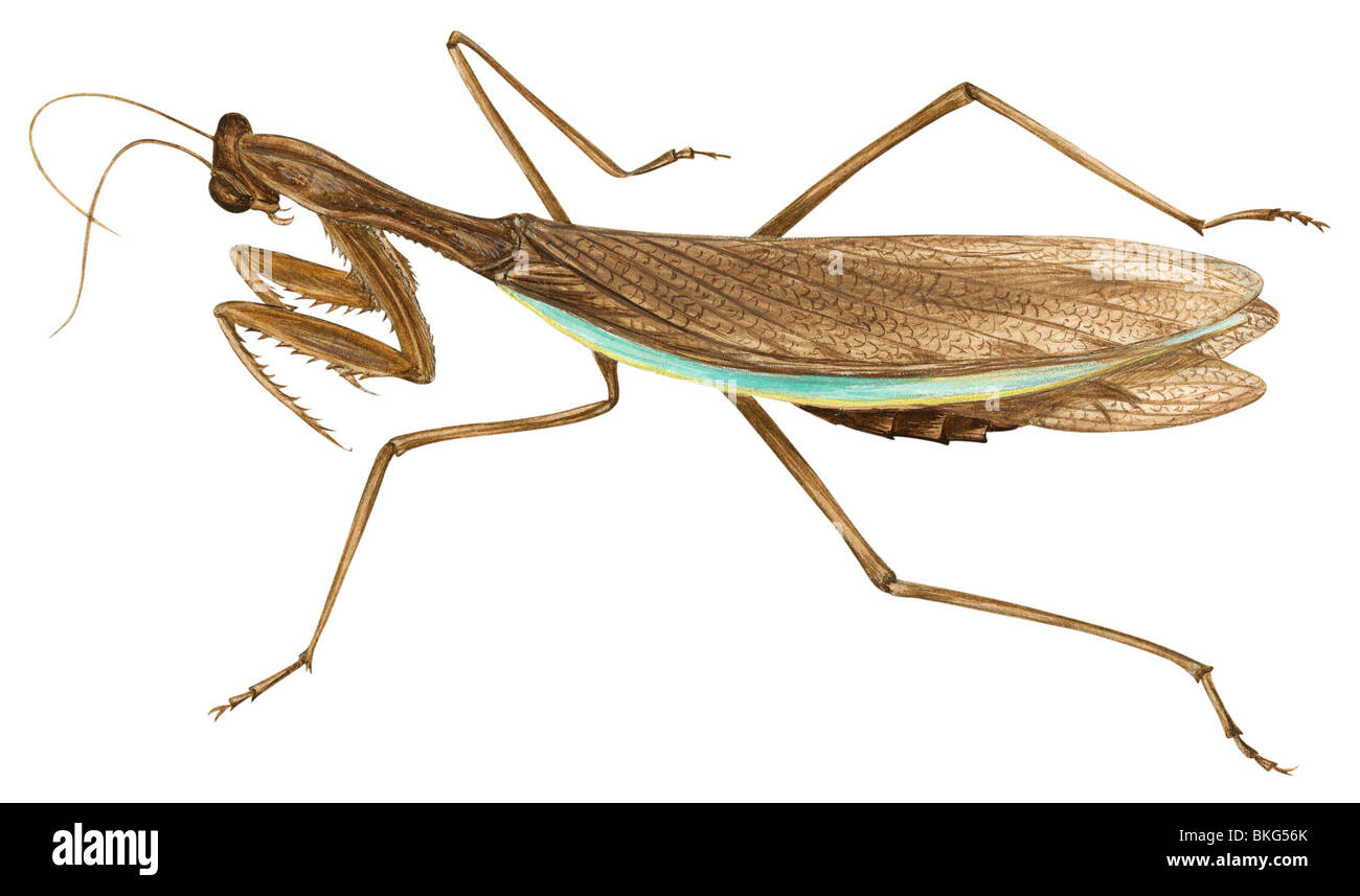 Chinese insect illustration Cut Out Stock Images & Pictures - Alamy