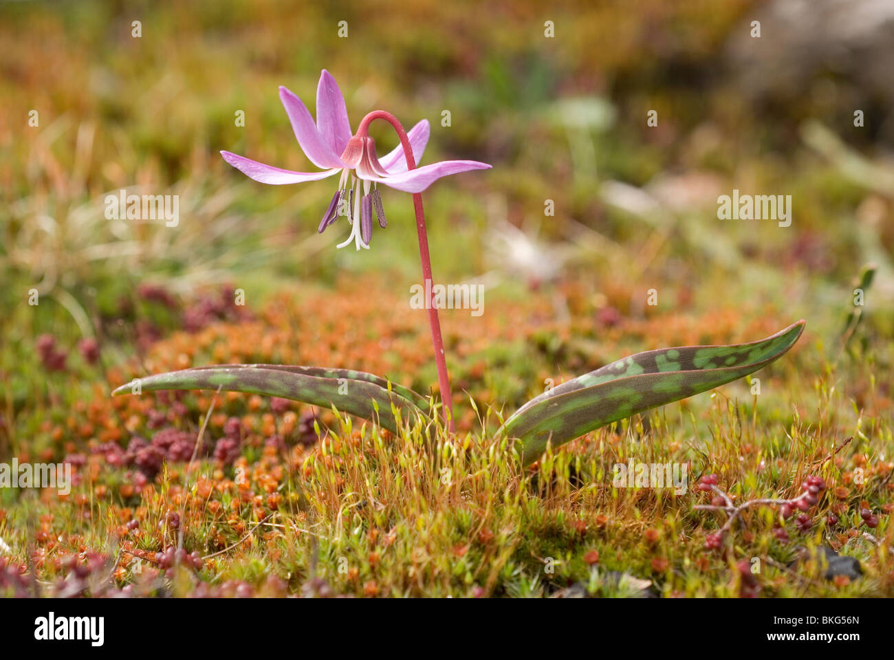European Dog's-Tooth Violet (Erythronium dens-canis Stock Photo - Alamy