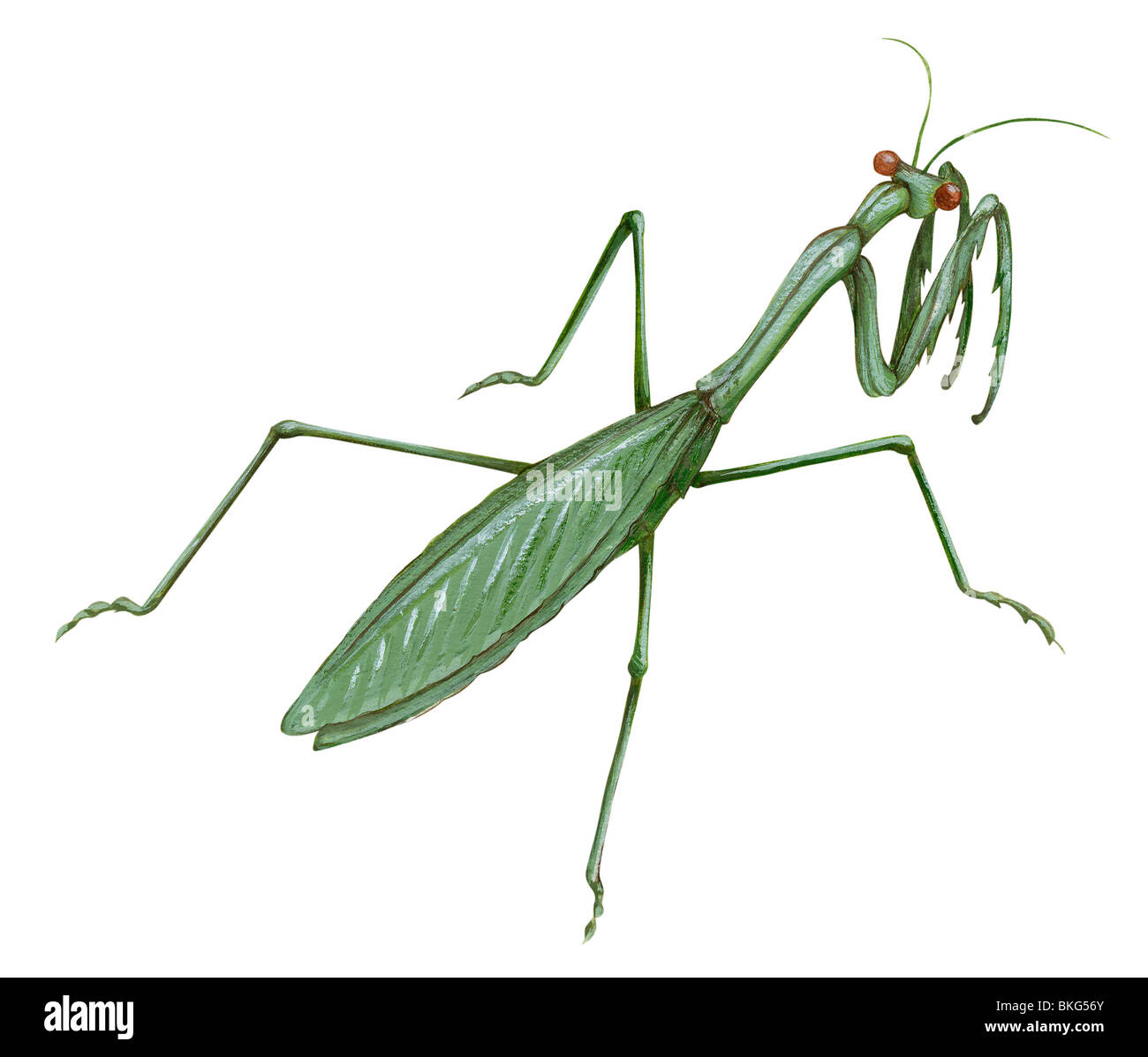 Mantis religiosa asia Cut Out Stock Images & Pictures - Alamy