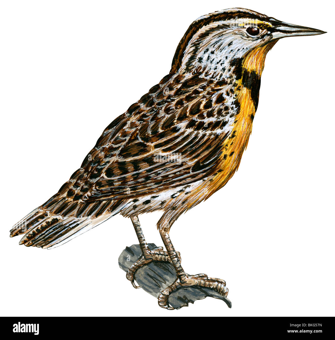 Meadowlark pattern hi-res stock photography and images - Alamy