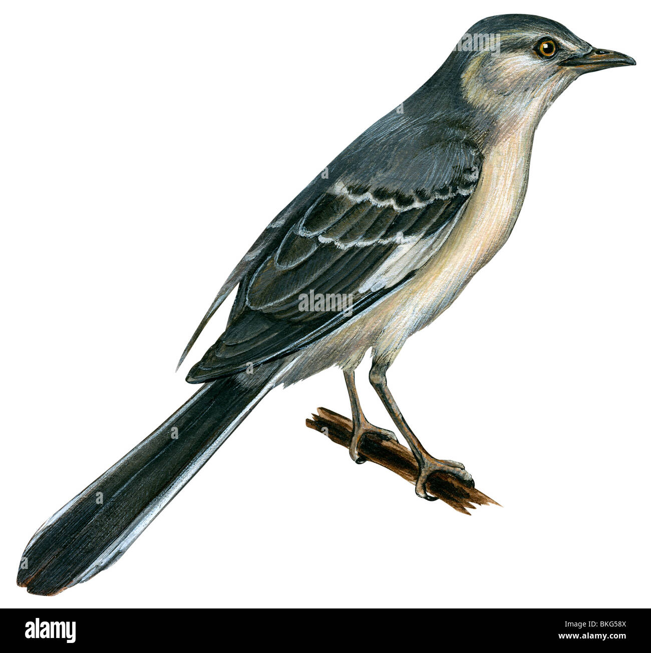 Northern mockingbird Cut Out Stock Images & Pictures - Alamy