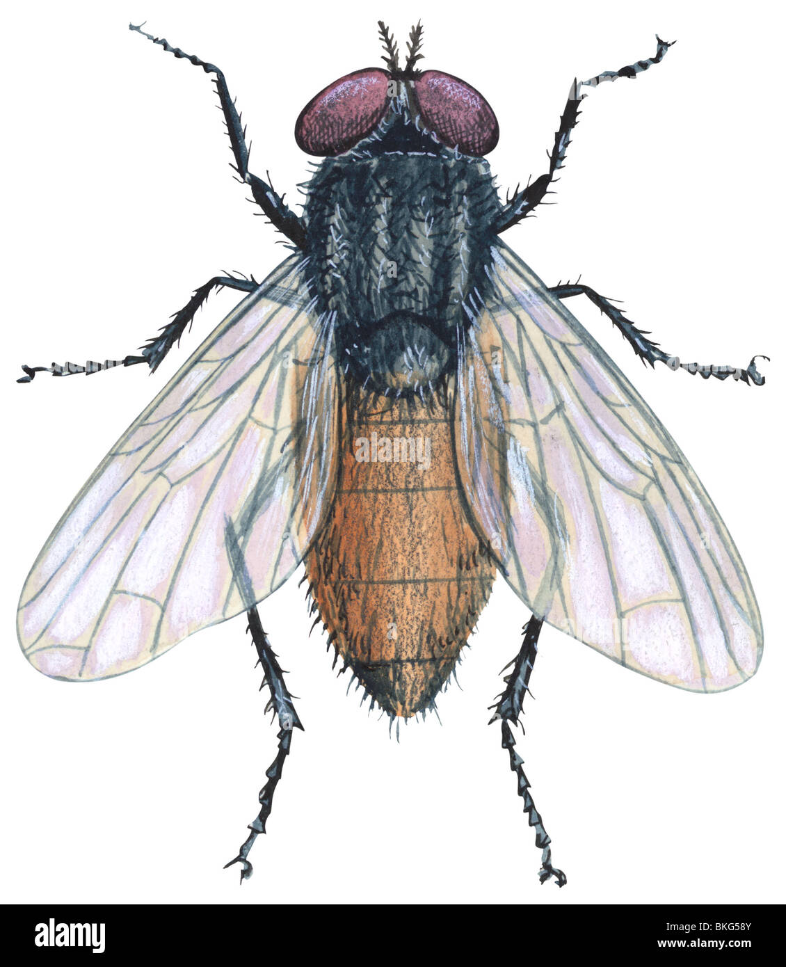 House fly insect Cut Out Stock Images & Pictures - Alamy