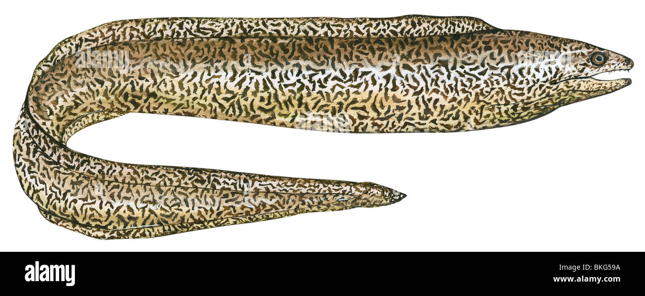 Moray pattern hi-res stock photography and images - Alamy