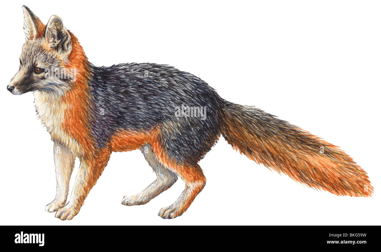 Illustrations fox hi-res stock photography and images - Alamy