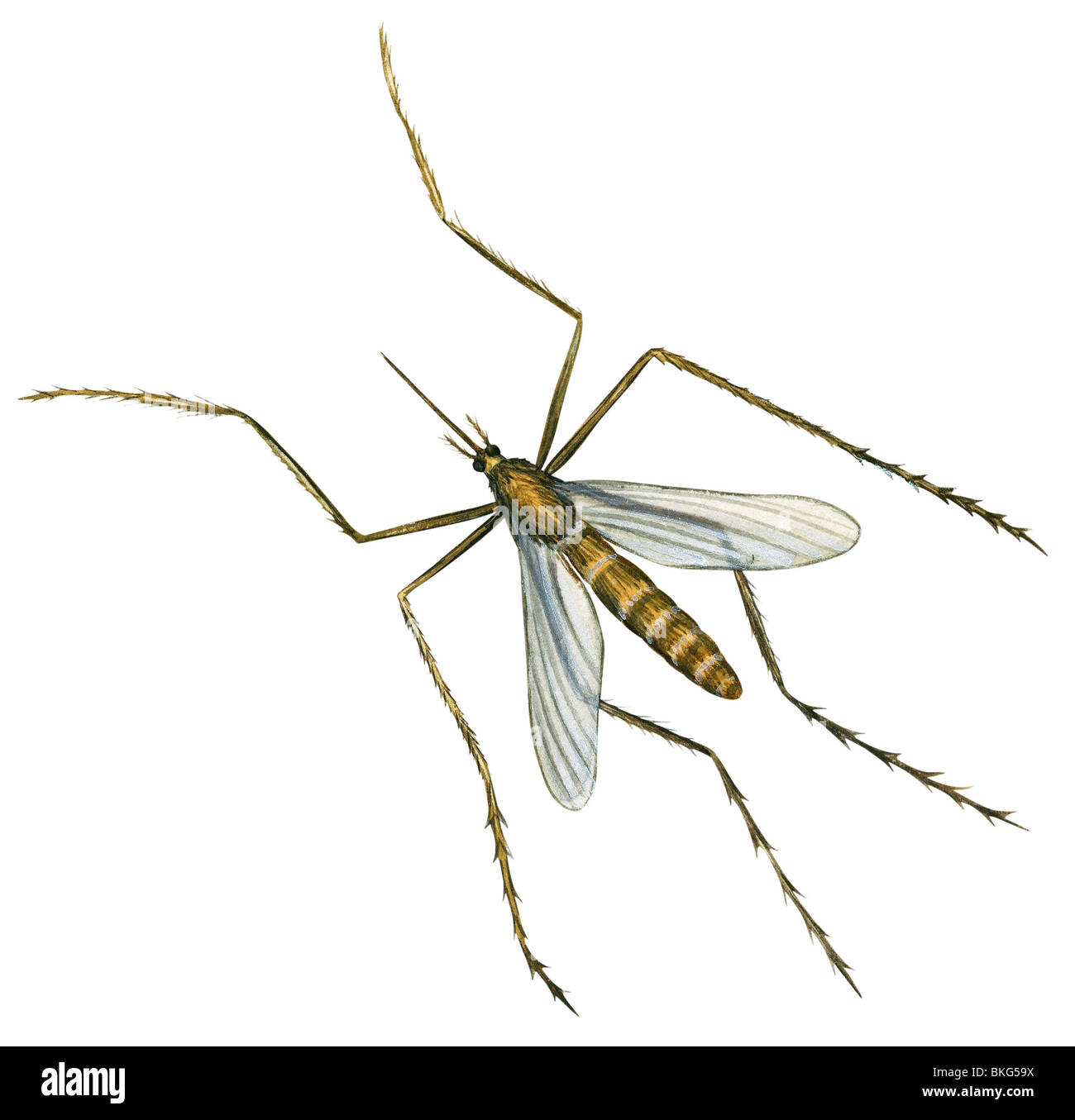 Northern house mosquito hi-res stock photography and images - Alamy