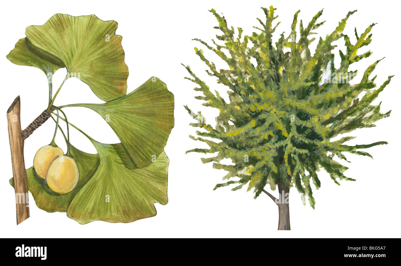 Ginkgophyta illustration hi-res stock photography and images - Alamy