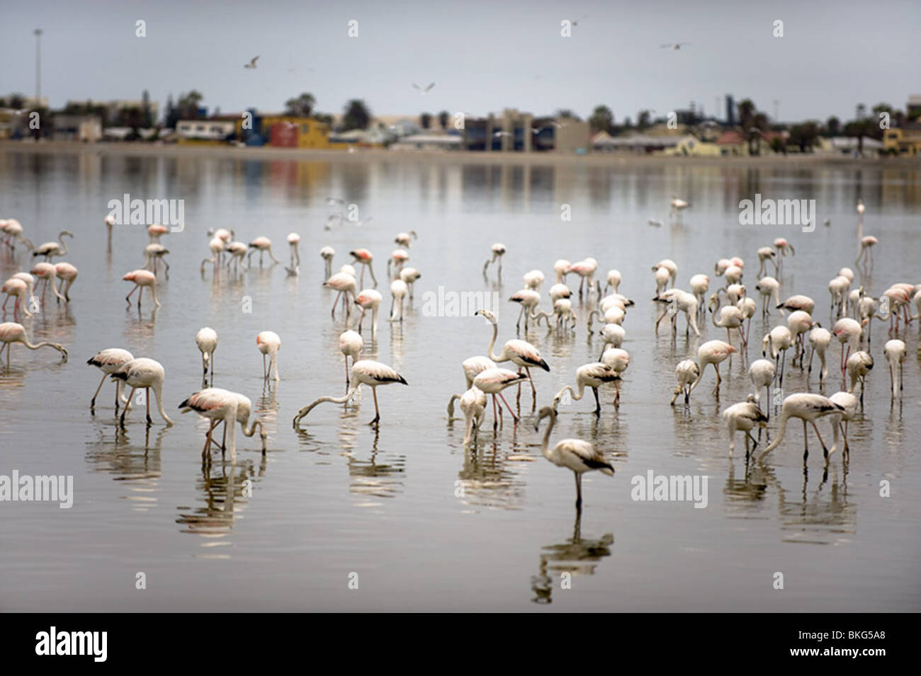 Flamingos at Walvis Bay Lagoon, Namibia Stock Photo - Alamy