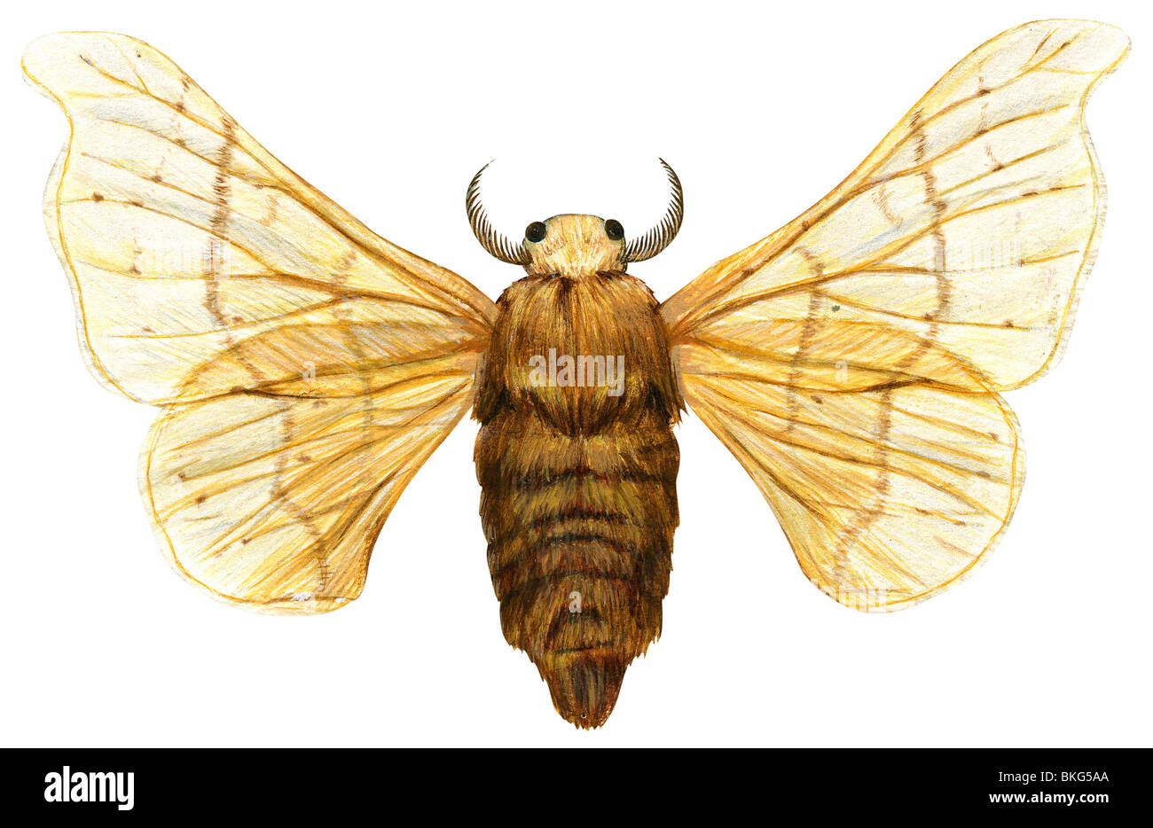 Domesticated silkworm moth hi-res stock photography and images - Alamy