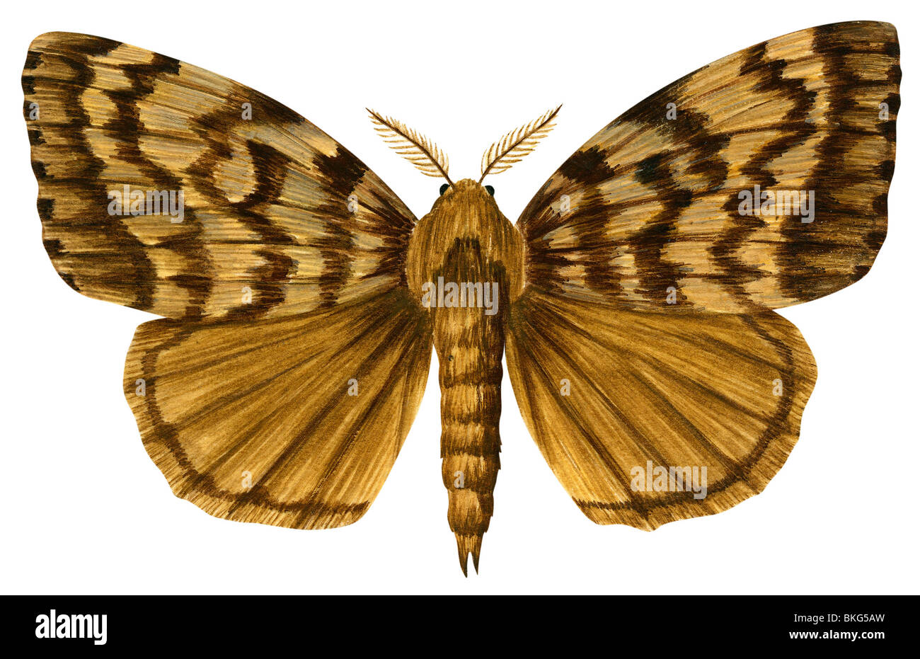 Moth drawings hi-res stock photography and images - Alamy
