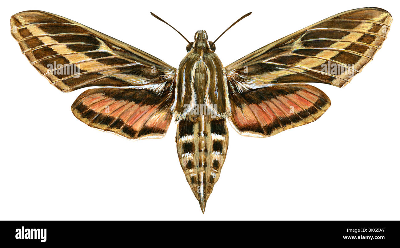 Moth drawings hi-res stock photography and images - Alamy