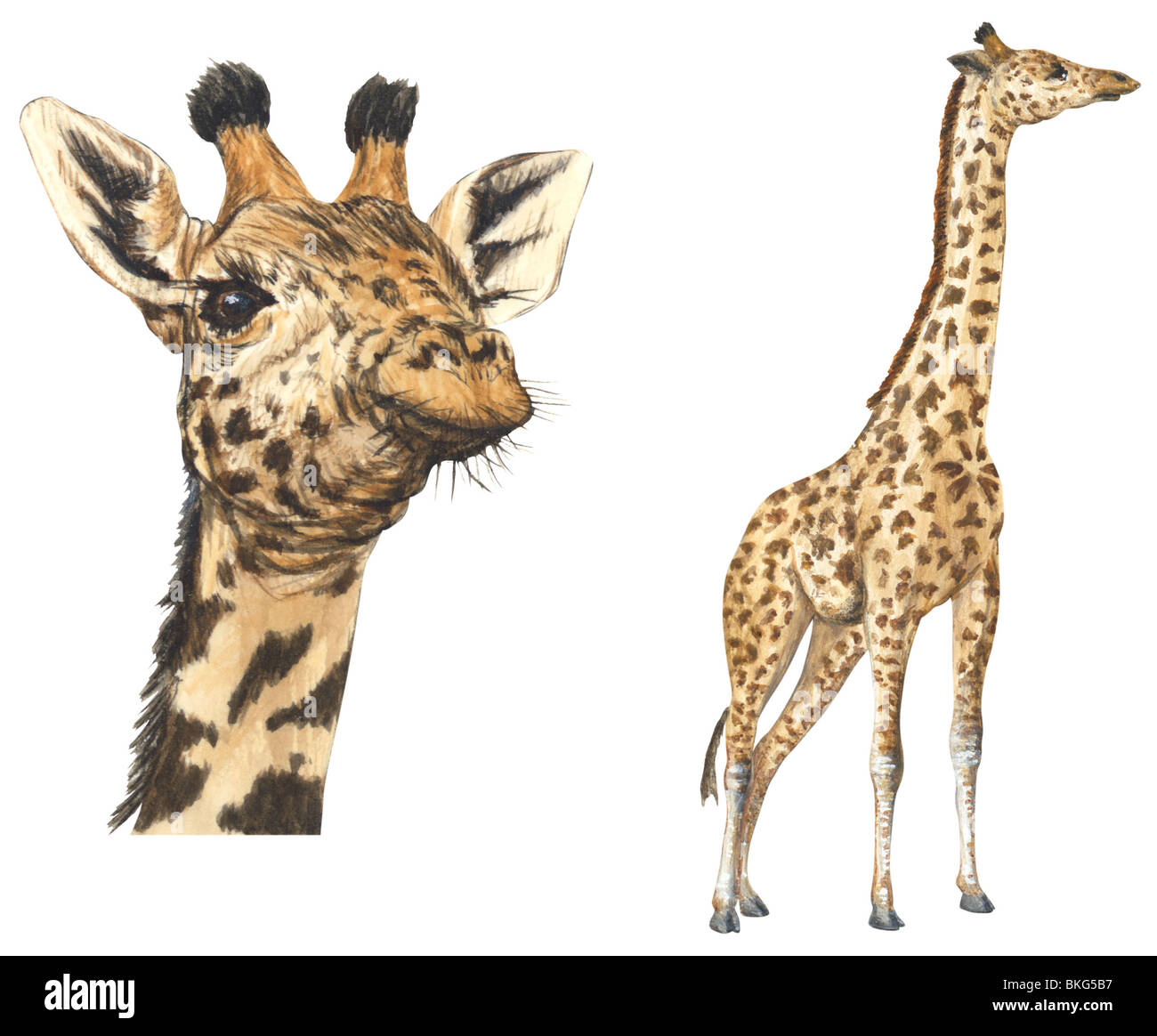 Giraffes art hi-res stock photography and images - Alamy