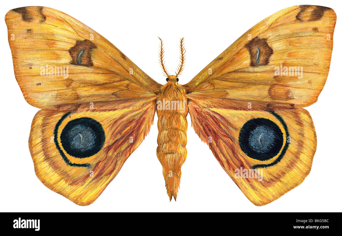 Io moth automeris io hi-res stock photography and images - Alamy