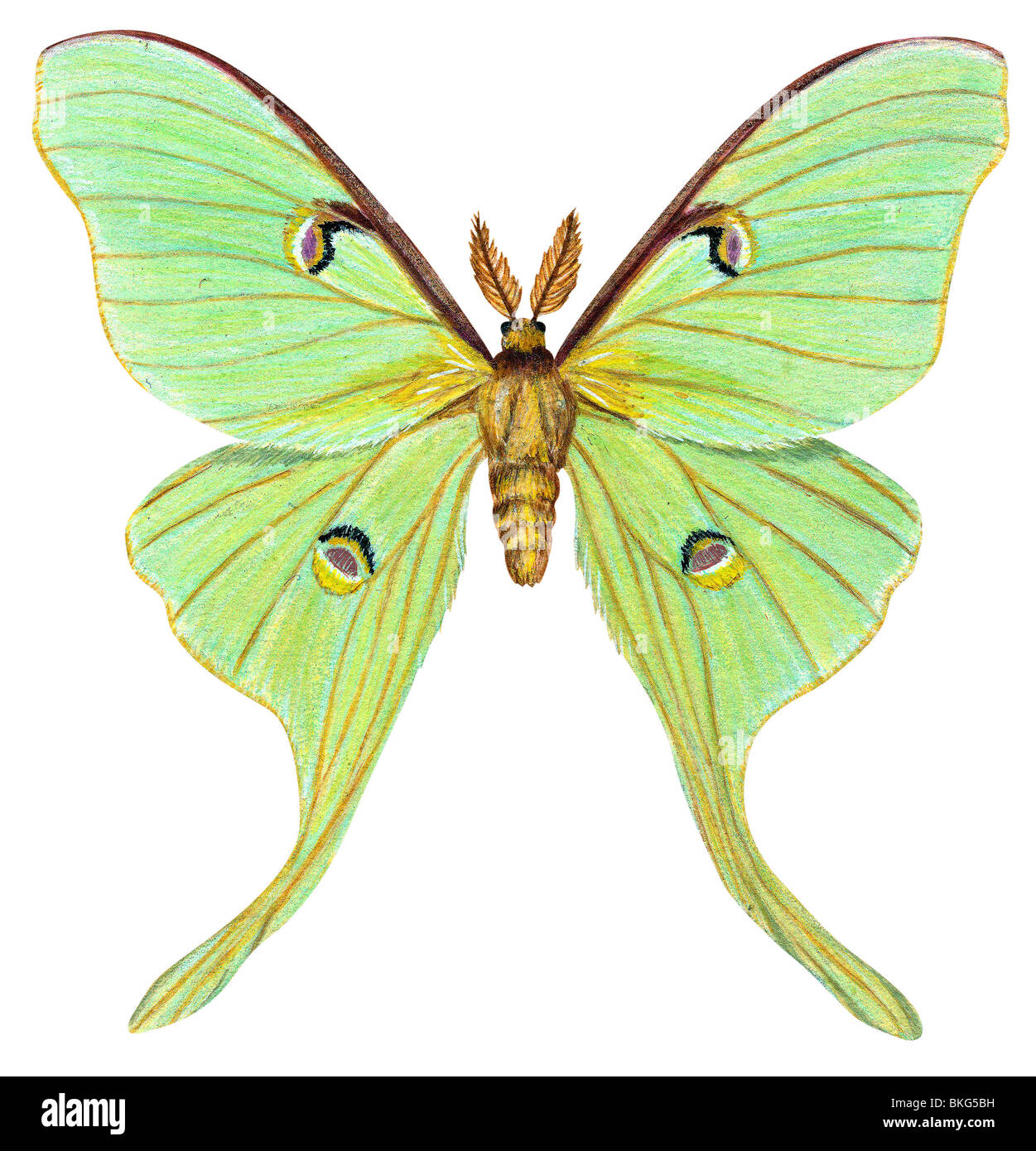 Luna moth Cut Out Stock Images & Pictures - Alamy