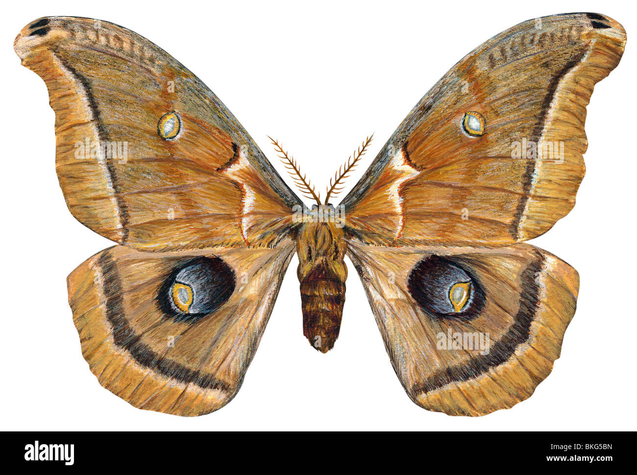 Moths illustration hi-res stock photography and images - Alamy