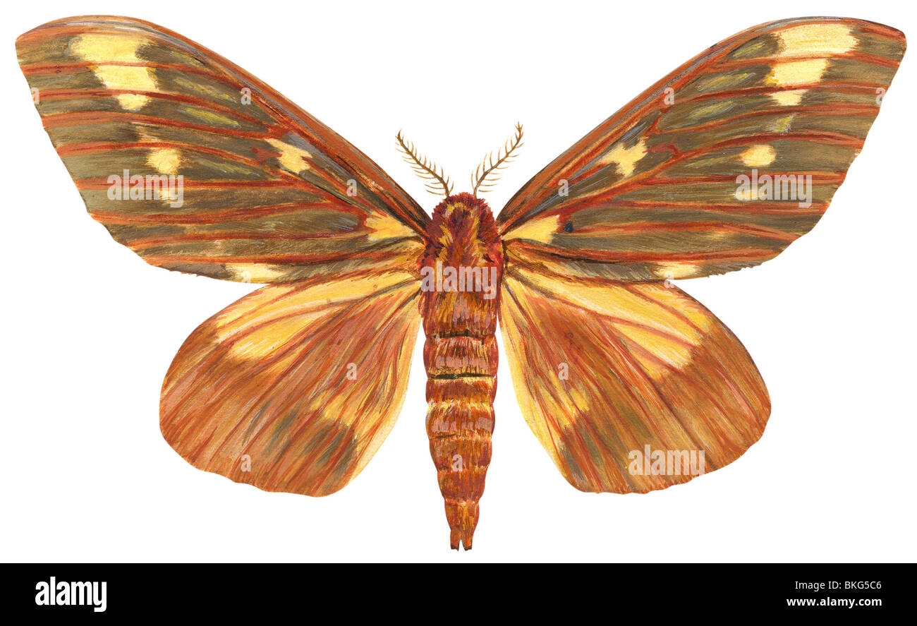 Walnut moth hi-res stock photography and images - Alamy