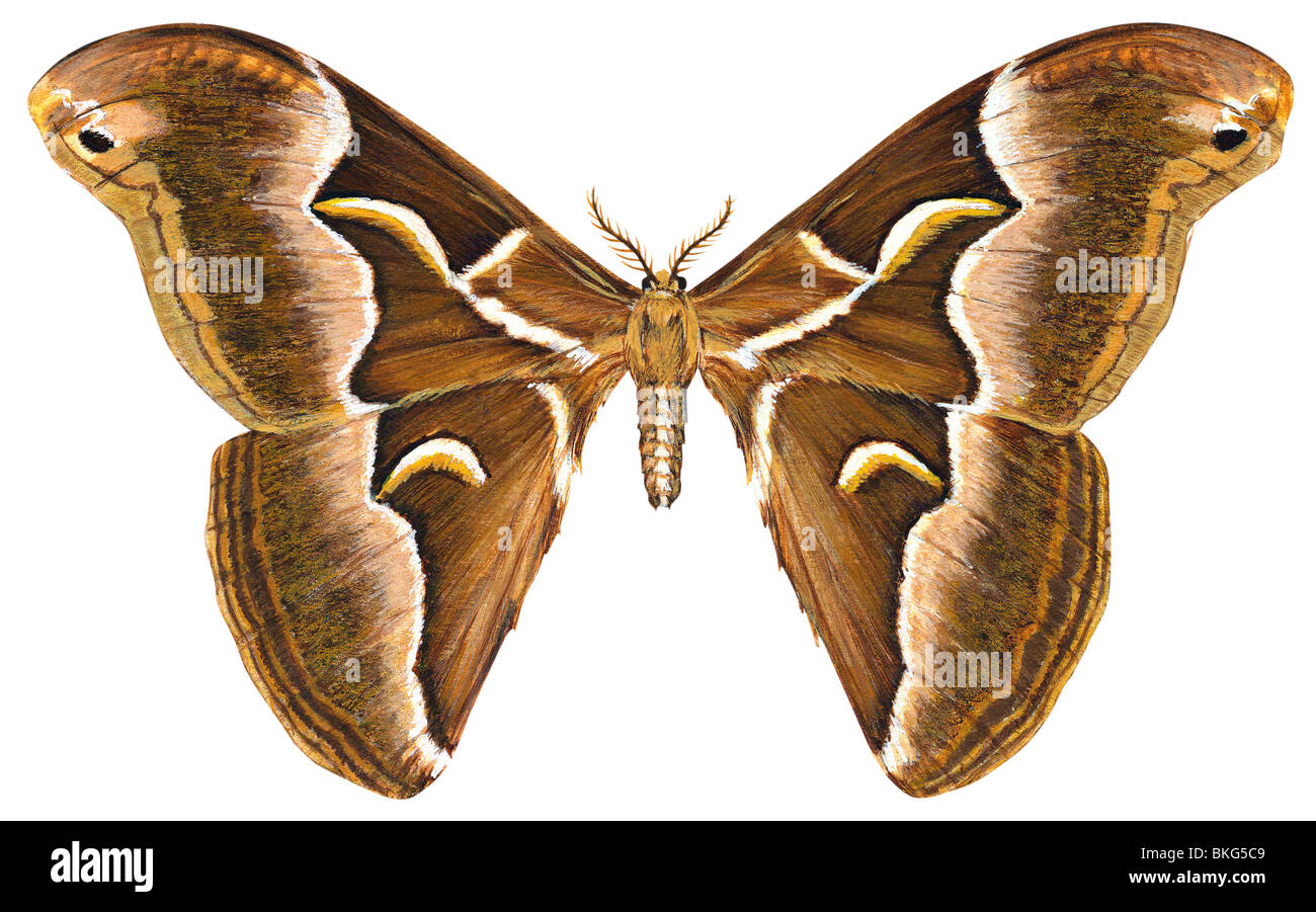 Moth detail Cut Out Stock Images & Pictures - Alamy